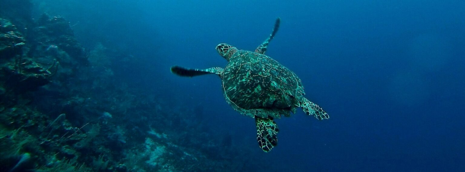 Conservation International: Earth's oceans are in danger, here are ...