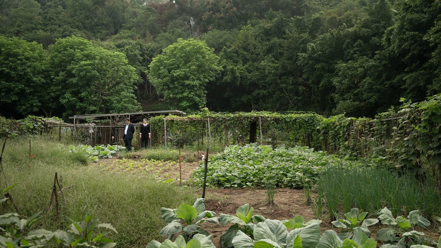 Desert Agricultural Transformation - Earthshot Prize Finalist 2022