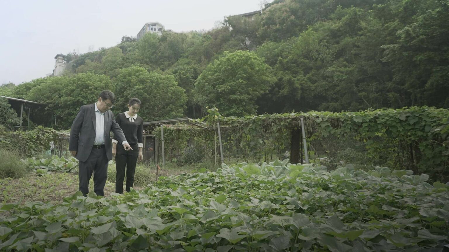 Desert Agricultural Transformation - Earthshot Prize Finalist 2022