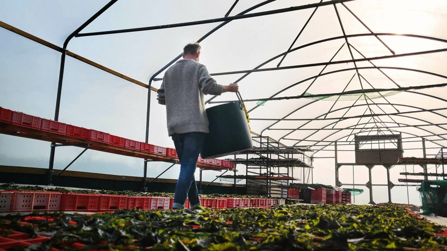 Notpla - Earthshot Prize Winner 2022