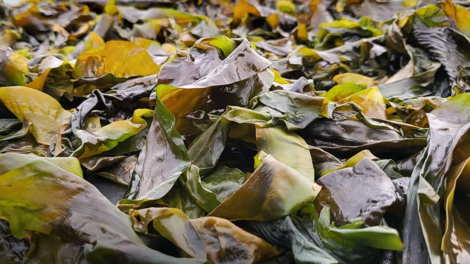 Notpla - Earthshot Prize Winner 2022