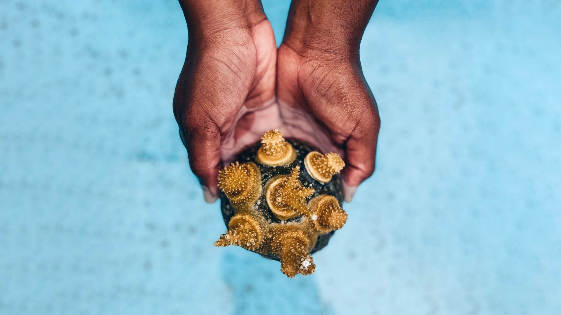How Coral Vita are reviving our oceans one reef at a time - The ...