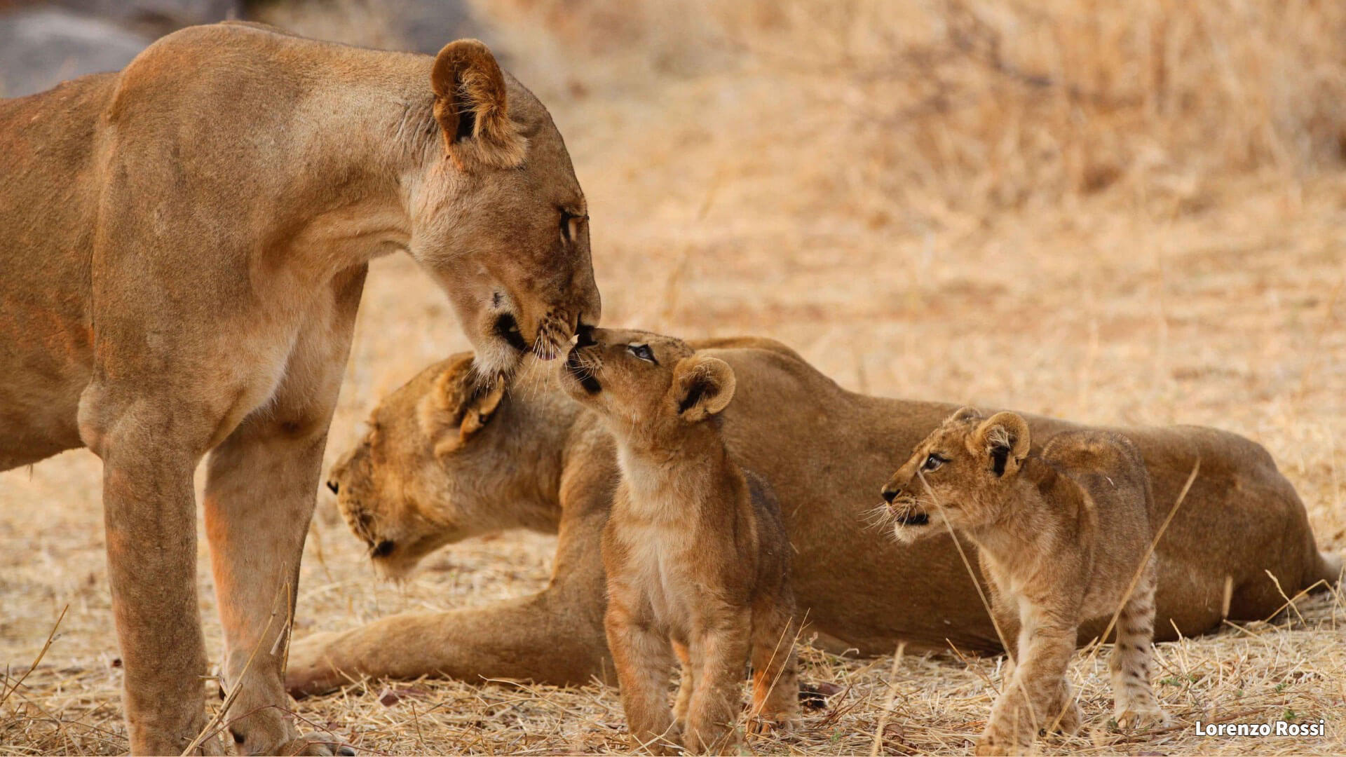 From 'Lion Carbon' to 'Rhino Bonds': How biodiversity credits could ...