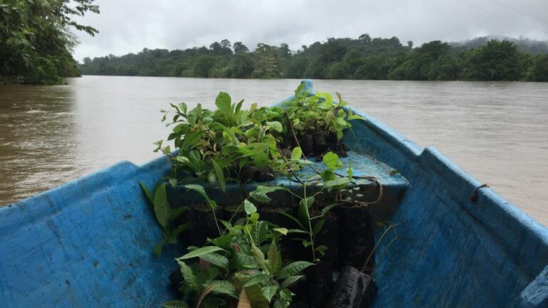 Restor: Connecting grassroots heroes for nature restoration on a global ...