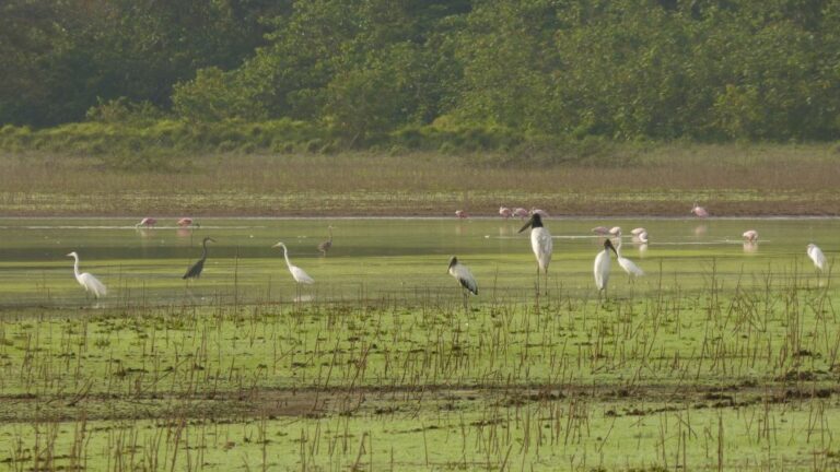 Restor: Connecting grassroots heroes for nature restoration on a global ...