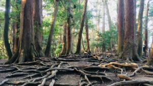 Restor: Connecting grassroots heroes for nature restoration on a global ...