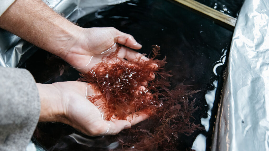 Sea Forest - Earthshot Prize Finalist 2023