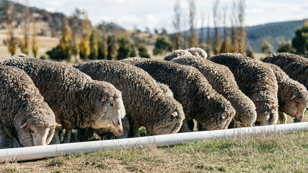 Sea Forest - Earthshot Prize Finalist 2023