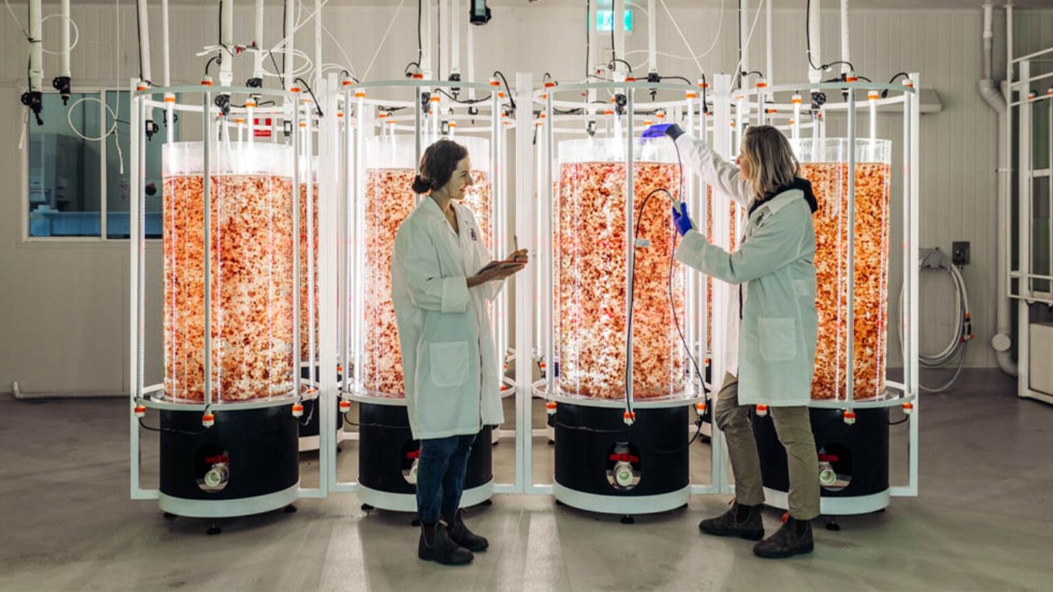 Prince William shines the spotlight on seaweed in Wales as Notpla and ...