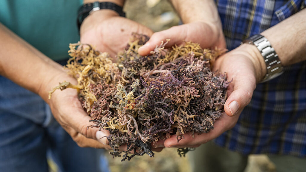 Coast 4C - Earthshot Prize Finalist 2024