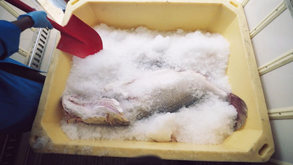 Keep IT Cool - Earthshot Prize Winner 2024