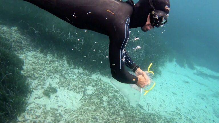 NatureMetrics - Earthshot Prize Finalist 2024