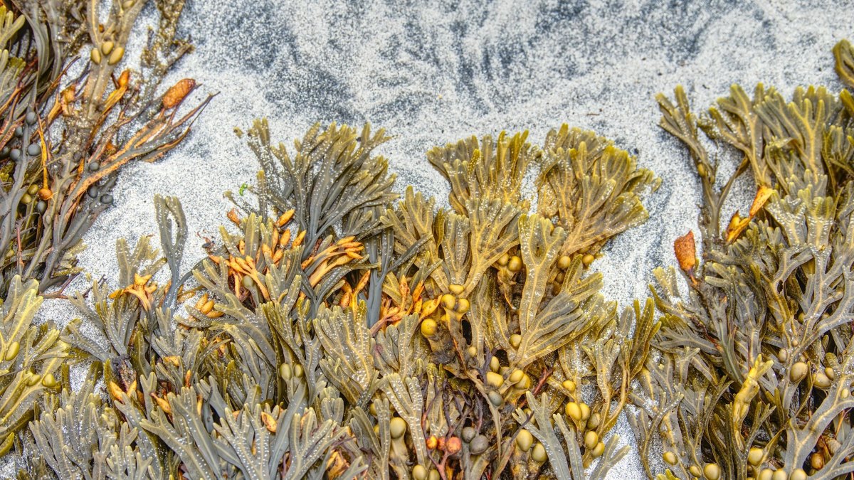 How we're accelerating seaweed’s abundant potential to revive our ...